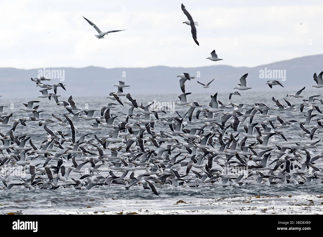 A large flock of Kelp Gulls off Isla Magdalena, Chile Stock Photo - Alamy