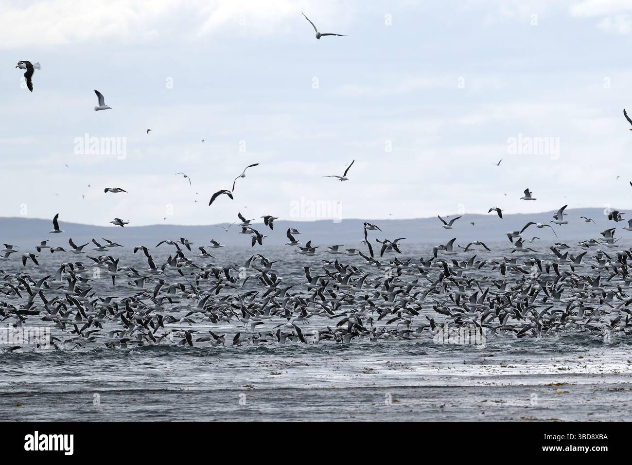 A large flock of Kelp Gulls off Isla Magdalena, Chile Stock Photo - Alamy