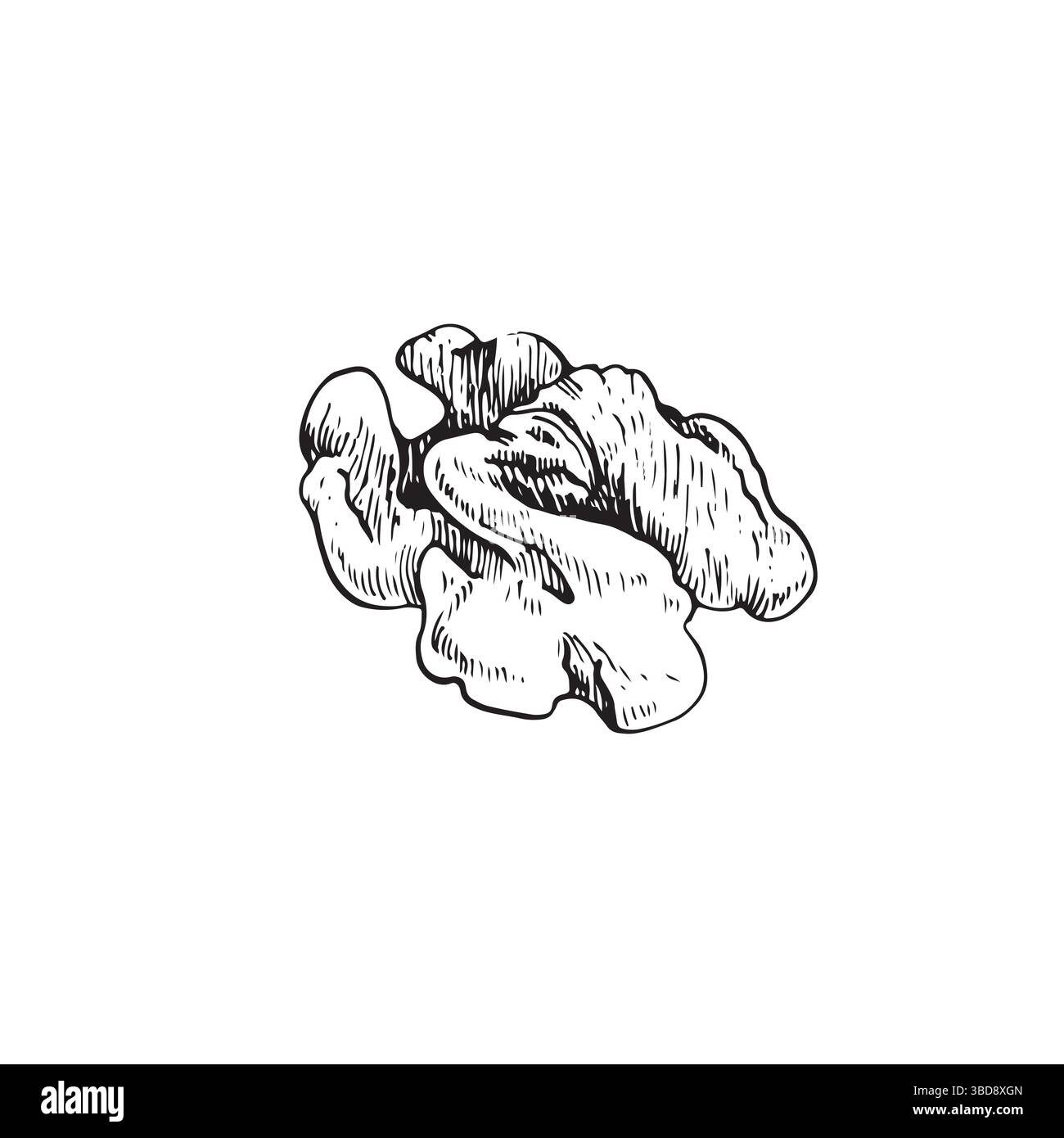 Walnut kernel in shell vector illustration hand drawn with ink. Black ...