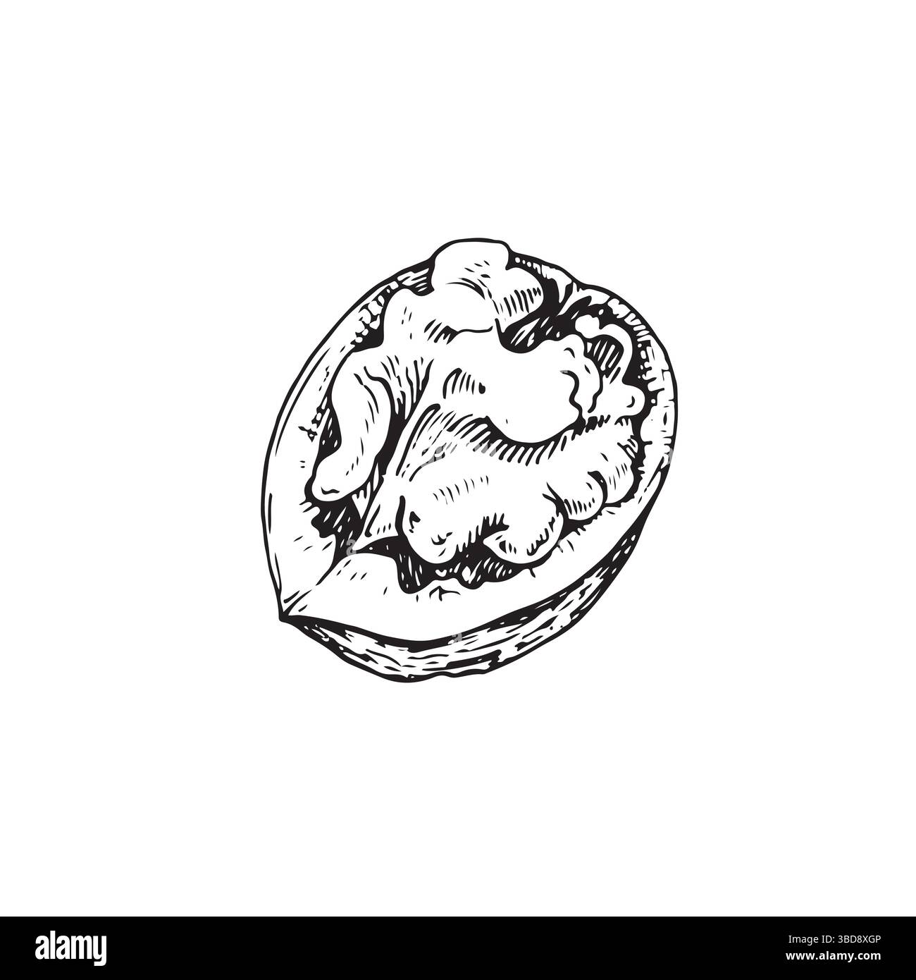 Walnut kernel in shell vector illustration hand drawn with ink. Black ...