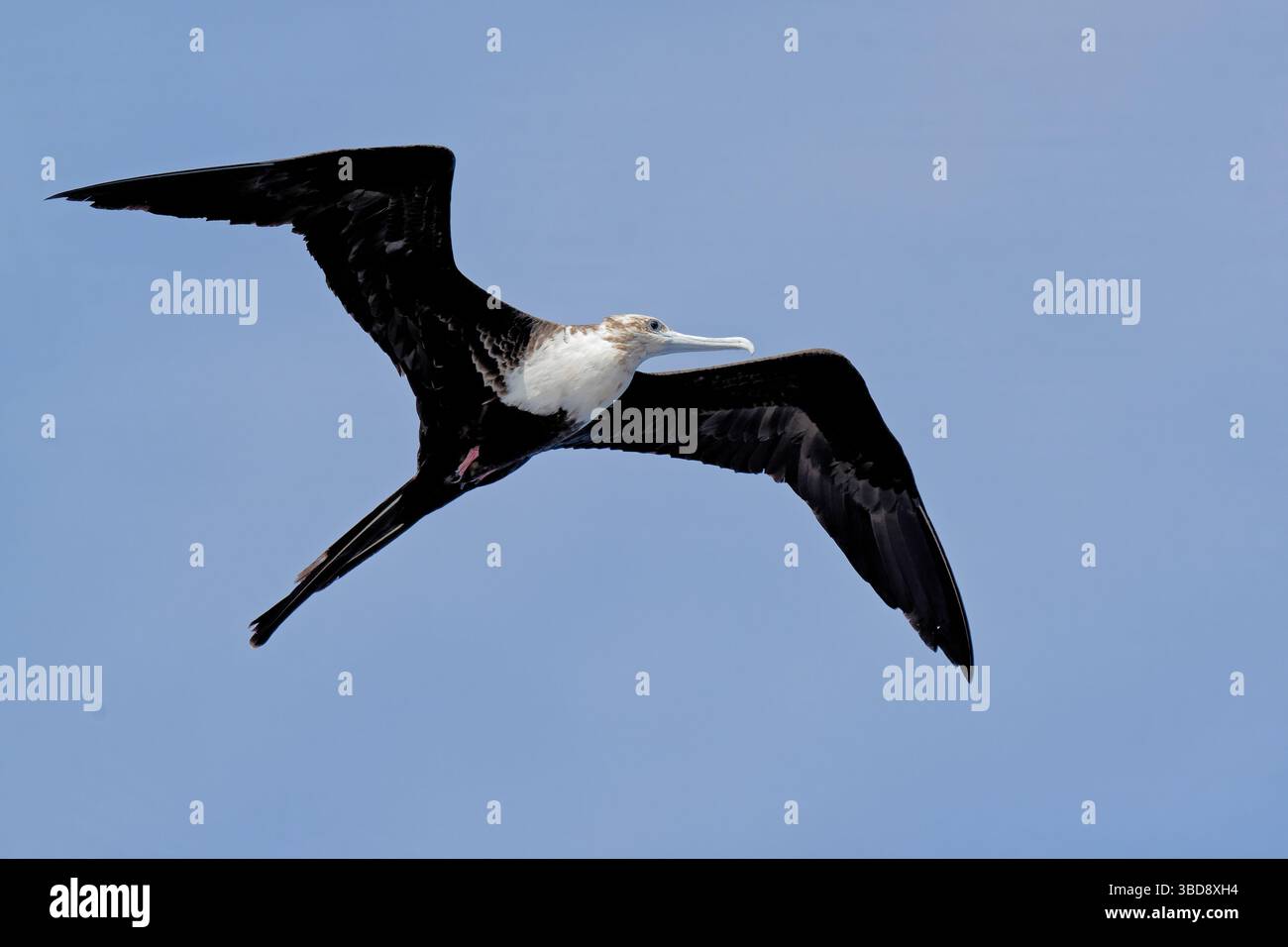 Female Magnificent Frigate Bird Stock Photo - Alamy