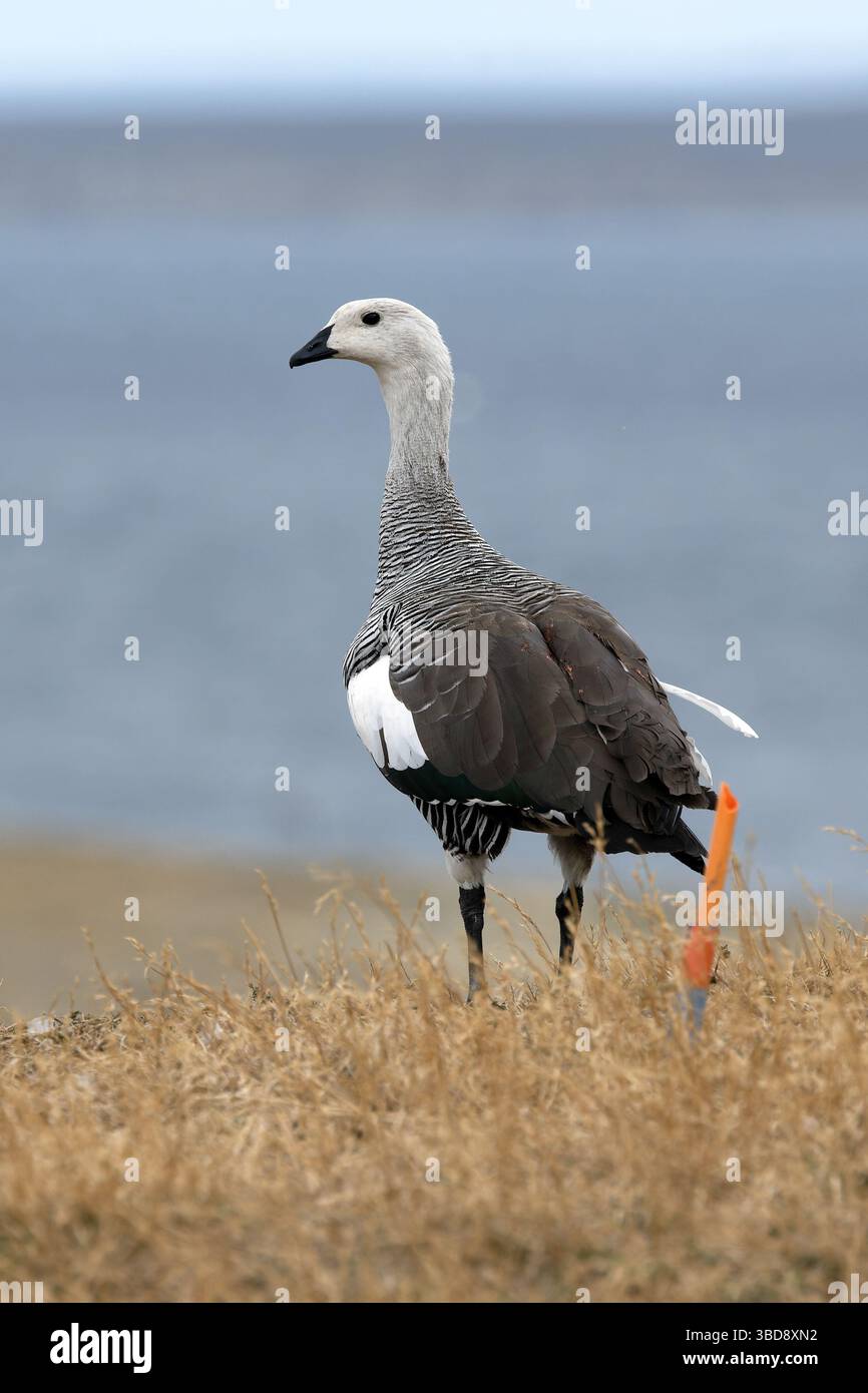 Male upland goose (chloephaga picta) on Magdalena Island, Chile Stock ...