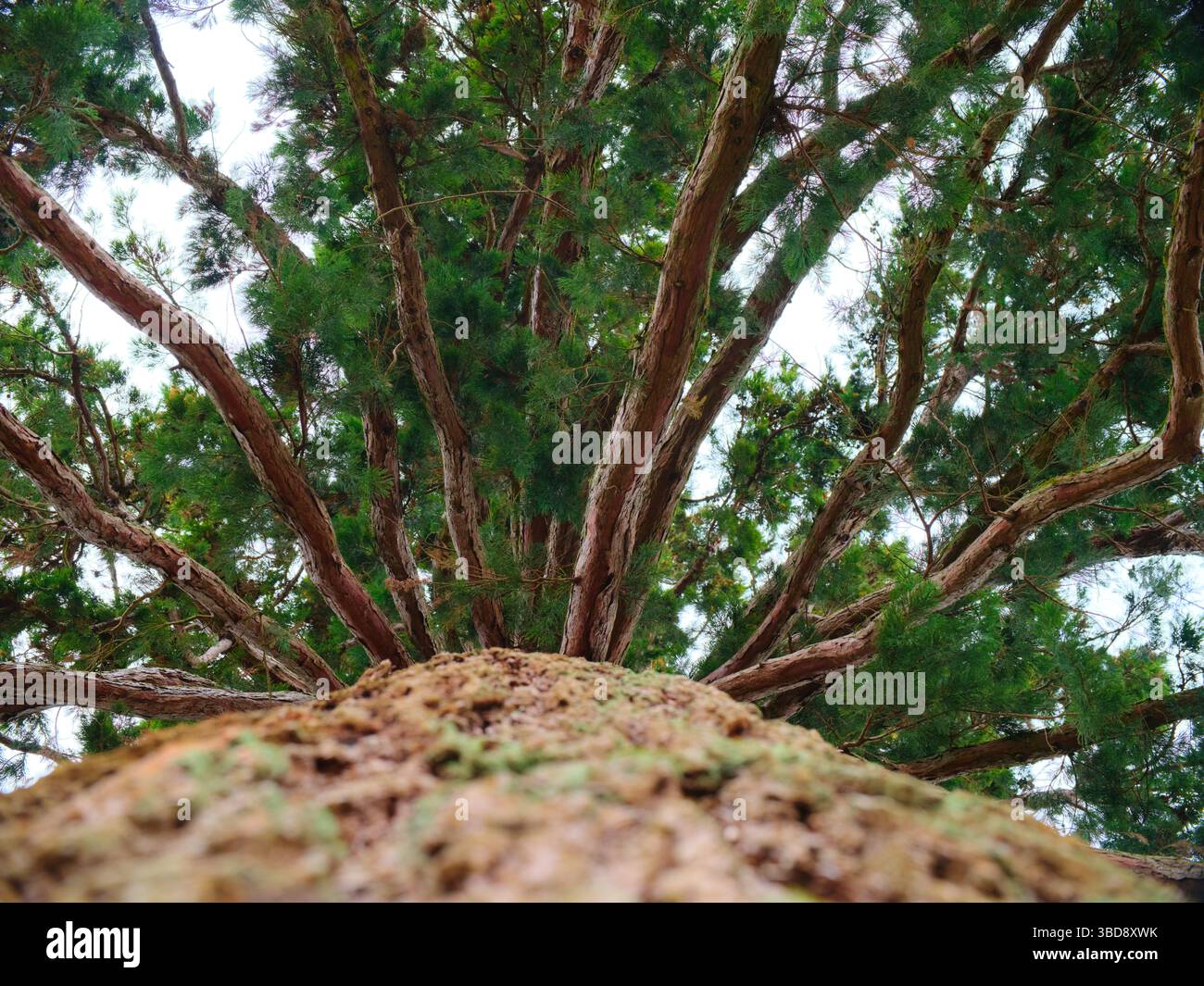 Looking up from the base, the tall tree showcases its thick trunk and ...