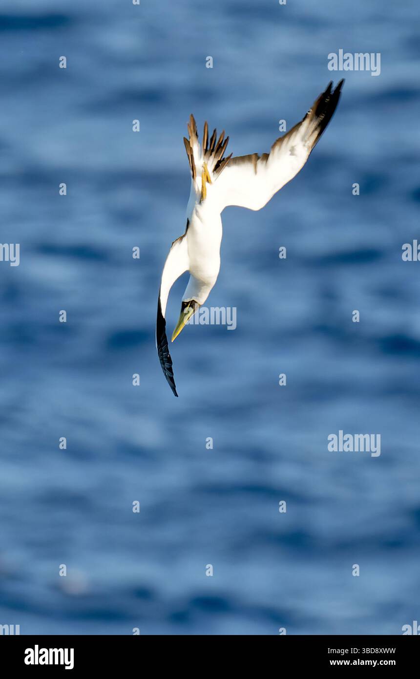Masked Booby Bird (Sula dactylatra Stock Photo - Alamy