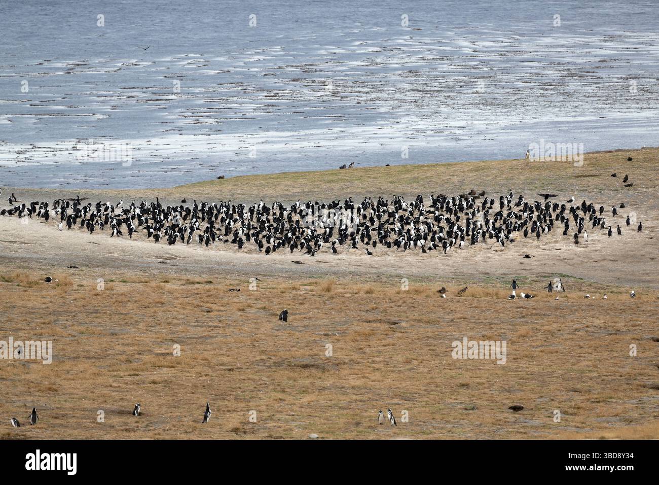 A colony of Imperial shag and predators on Magdalena Island, Punta ...