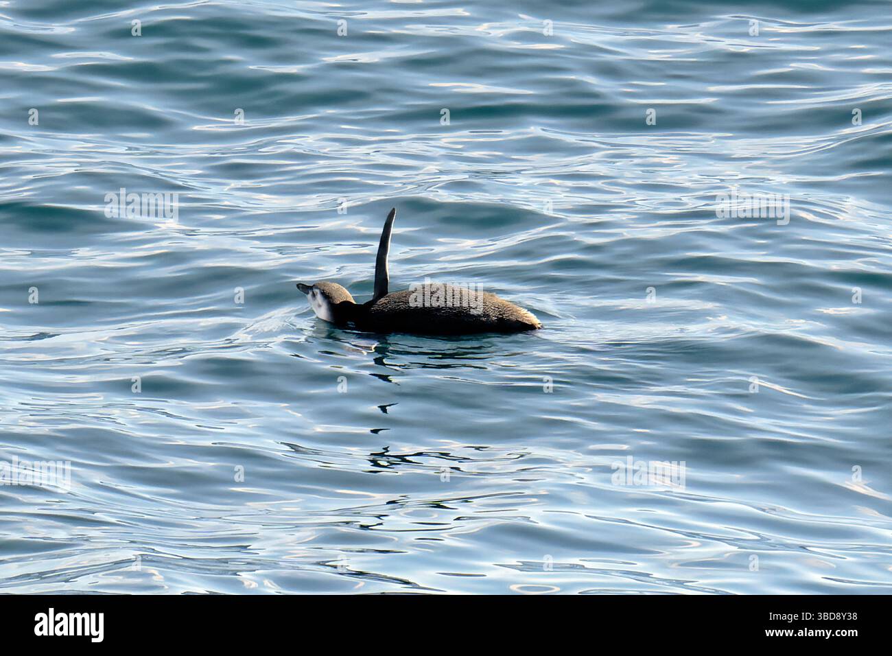 Young magellanic penguins spheniscus hi-res stock photography and ...