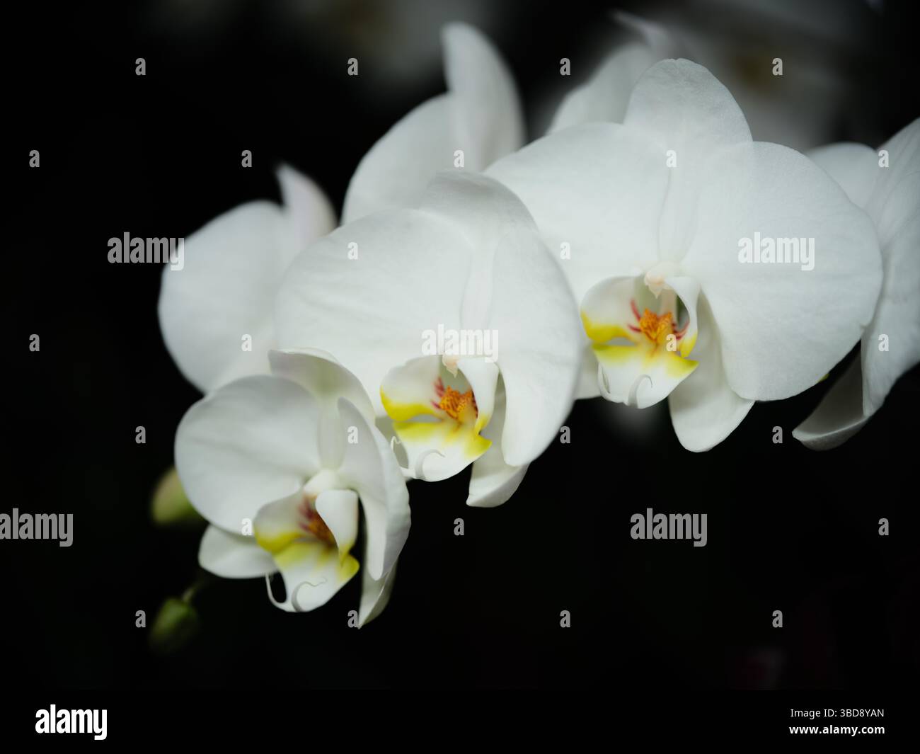 Orchids delicate features hi-res stock photography and images - Alamy