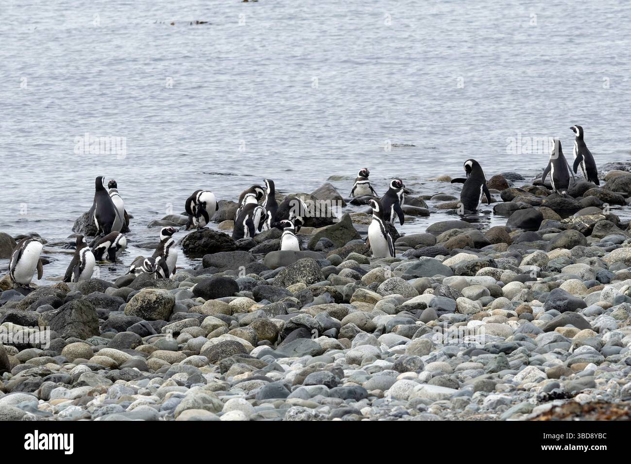 A small group (waddle) of Magellanic penguins walking on the beach at ...