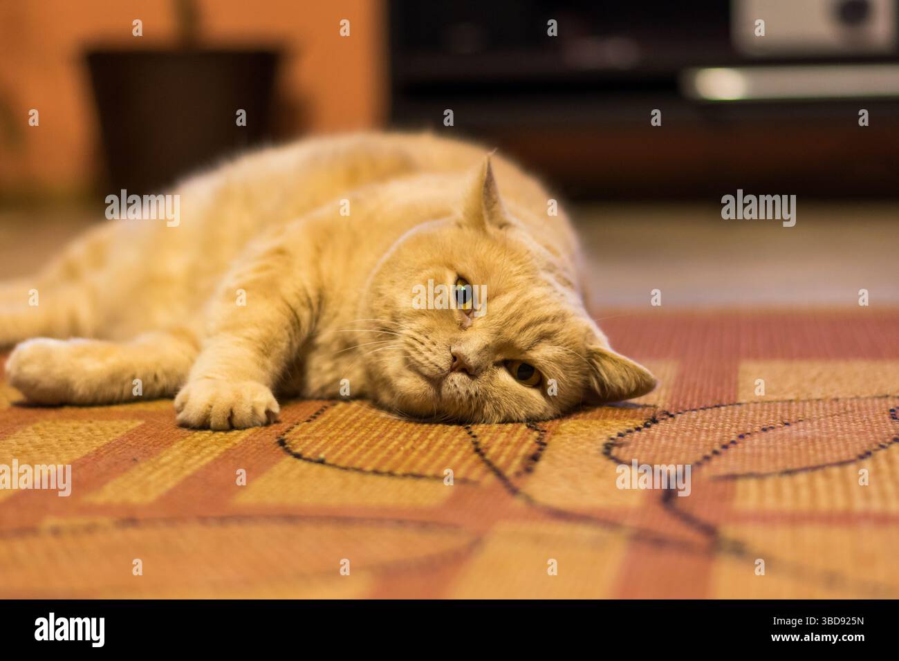 British shorthair cat is lazy lying on the carpet. Domestic adorable ...