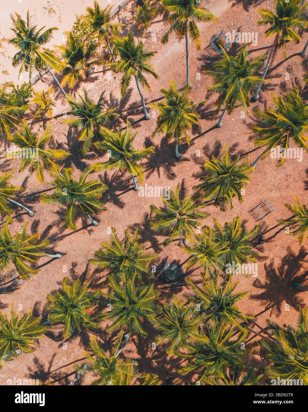 Palm trees drone hi-res stock photography and images - Alamy