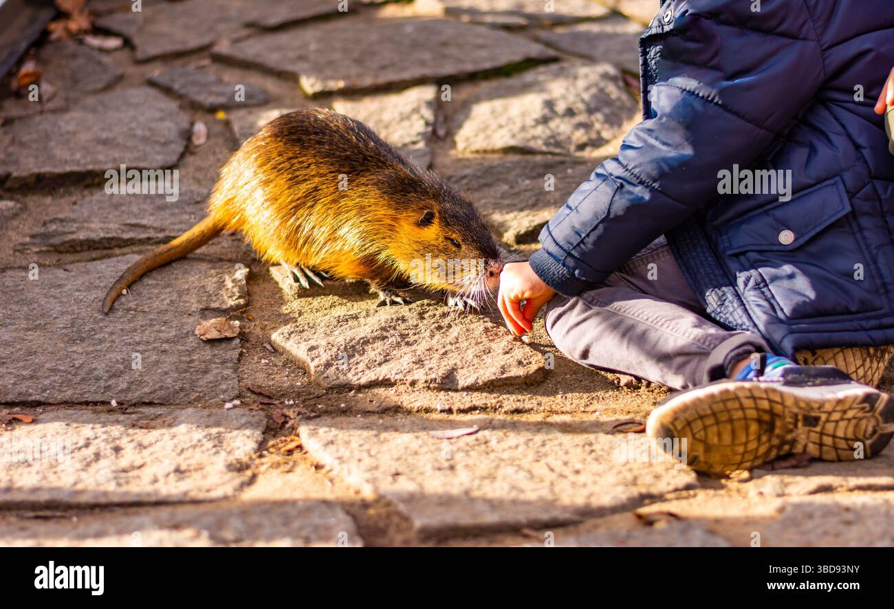 Nutria playing on river hi-res stock photography and images - Alamy