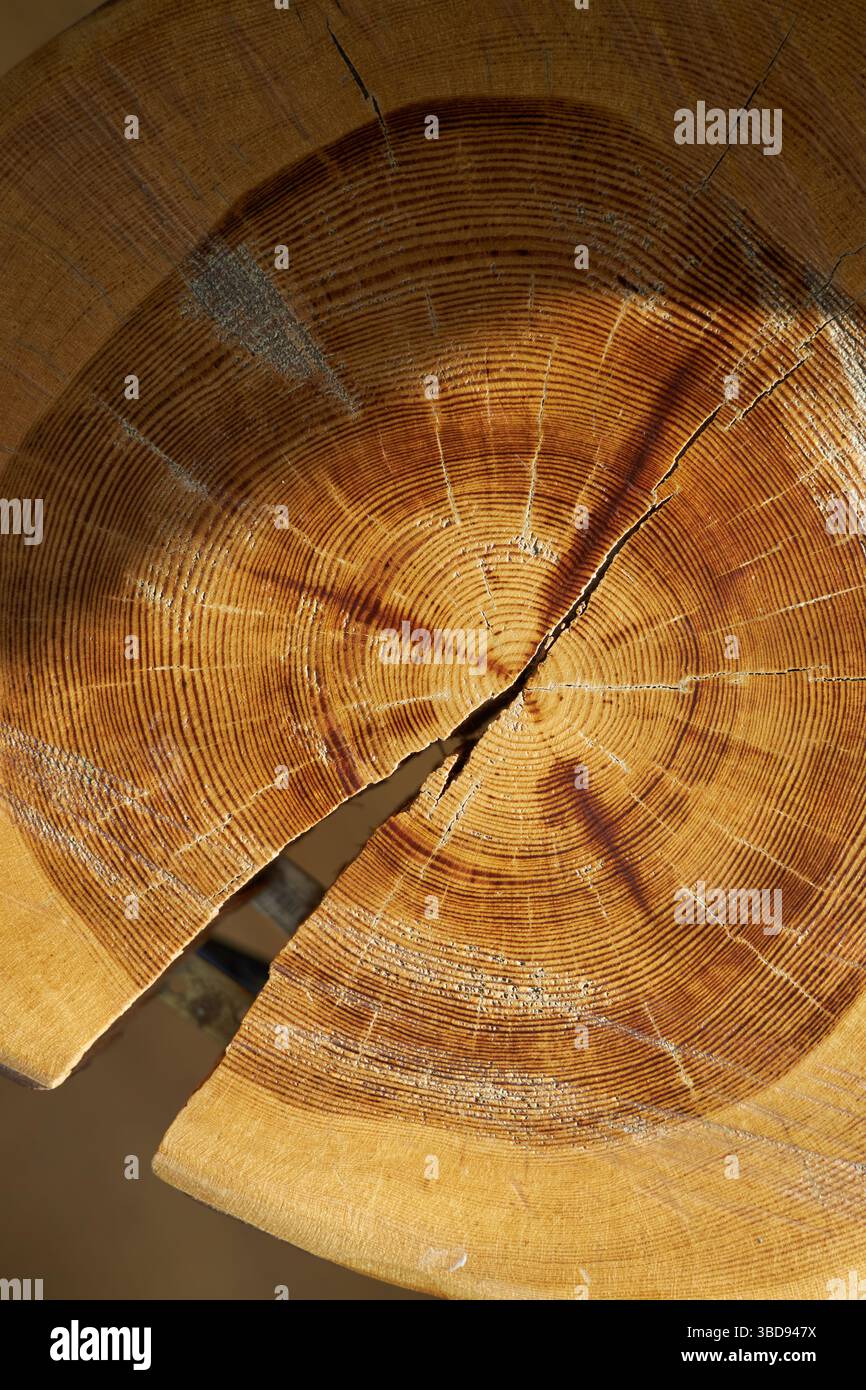 Showing detailed cross-section of tree trunk with growth rings clearly ...