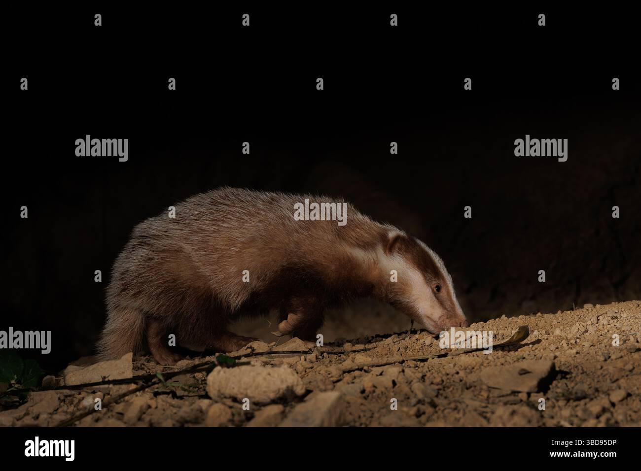 Eucharistic Badger cub Stock Photo - Alamy