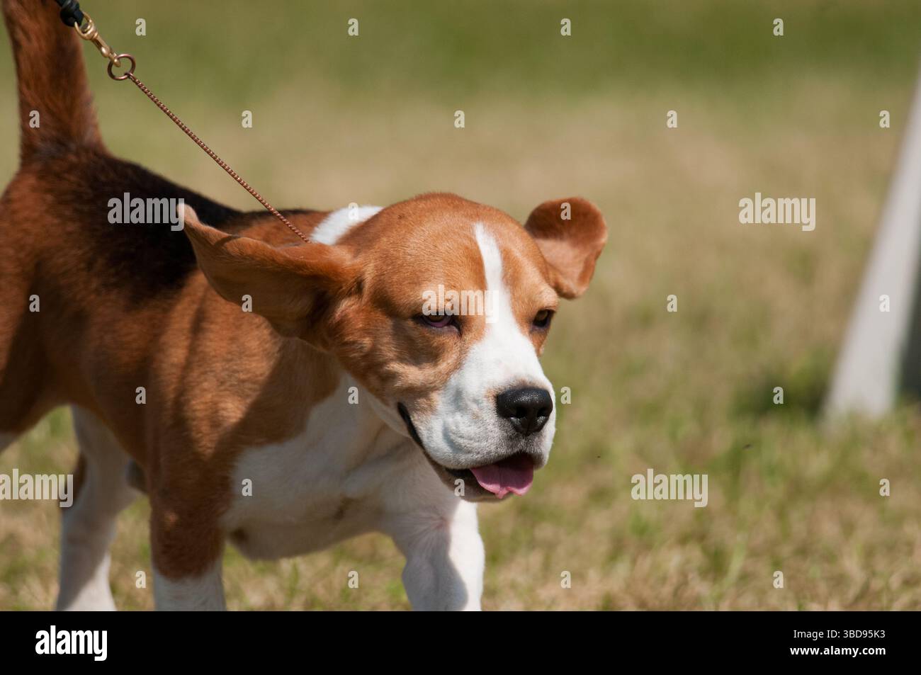 Beagle close-up with mouth open Stock Photo - Alamy