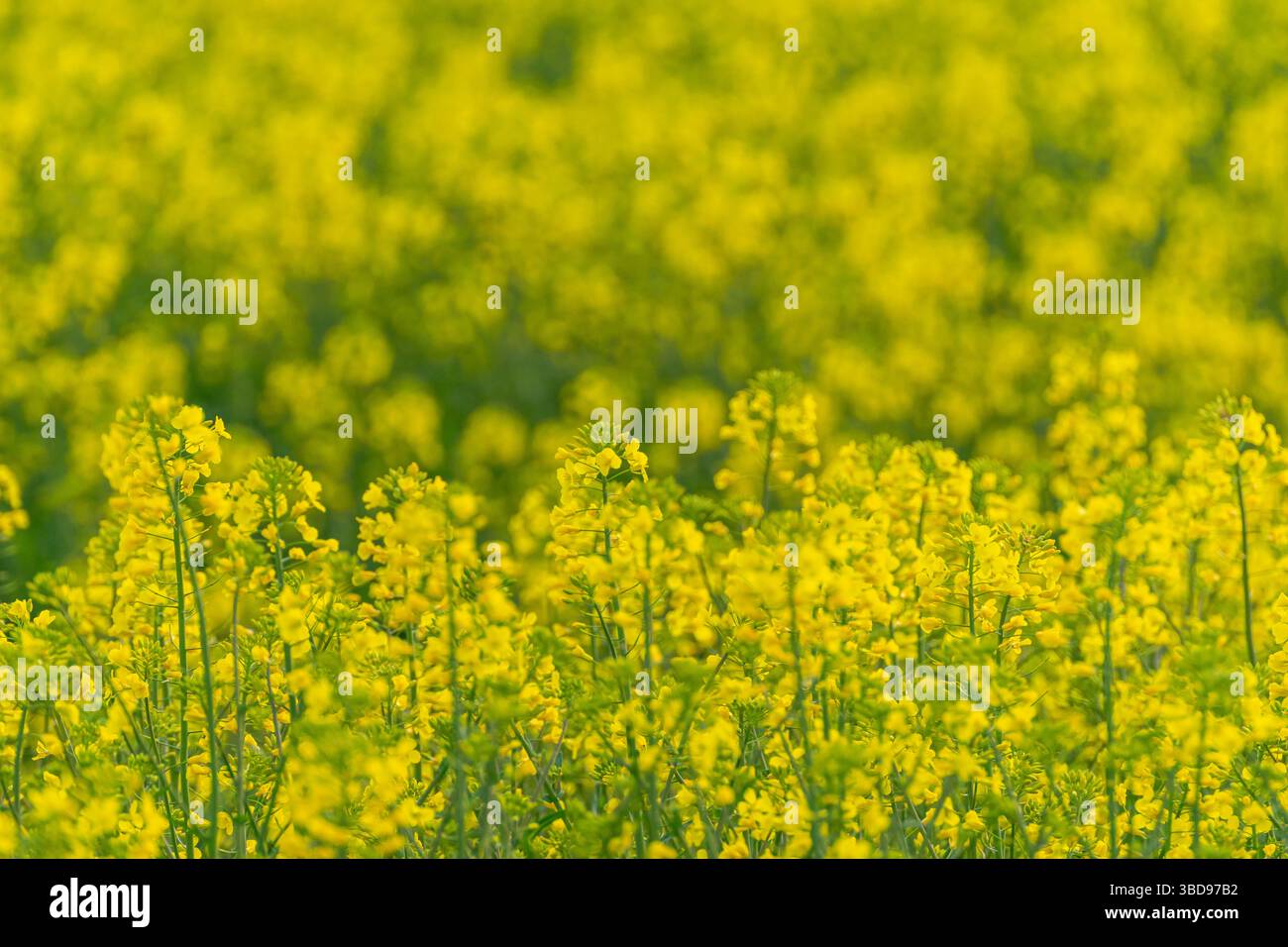 agricultural landscape of blooming yellow Brassica napus crop Stock ...