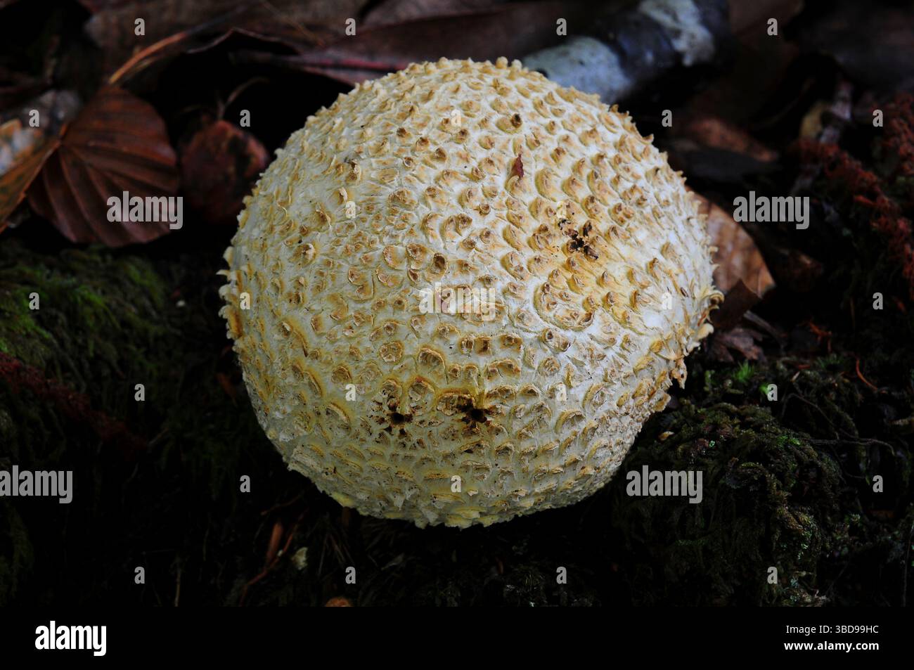 Fruiting body of common earthball fungus Stock Photo - Alamy