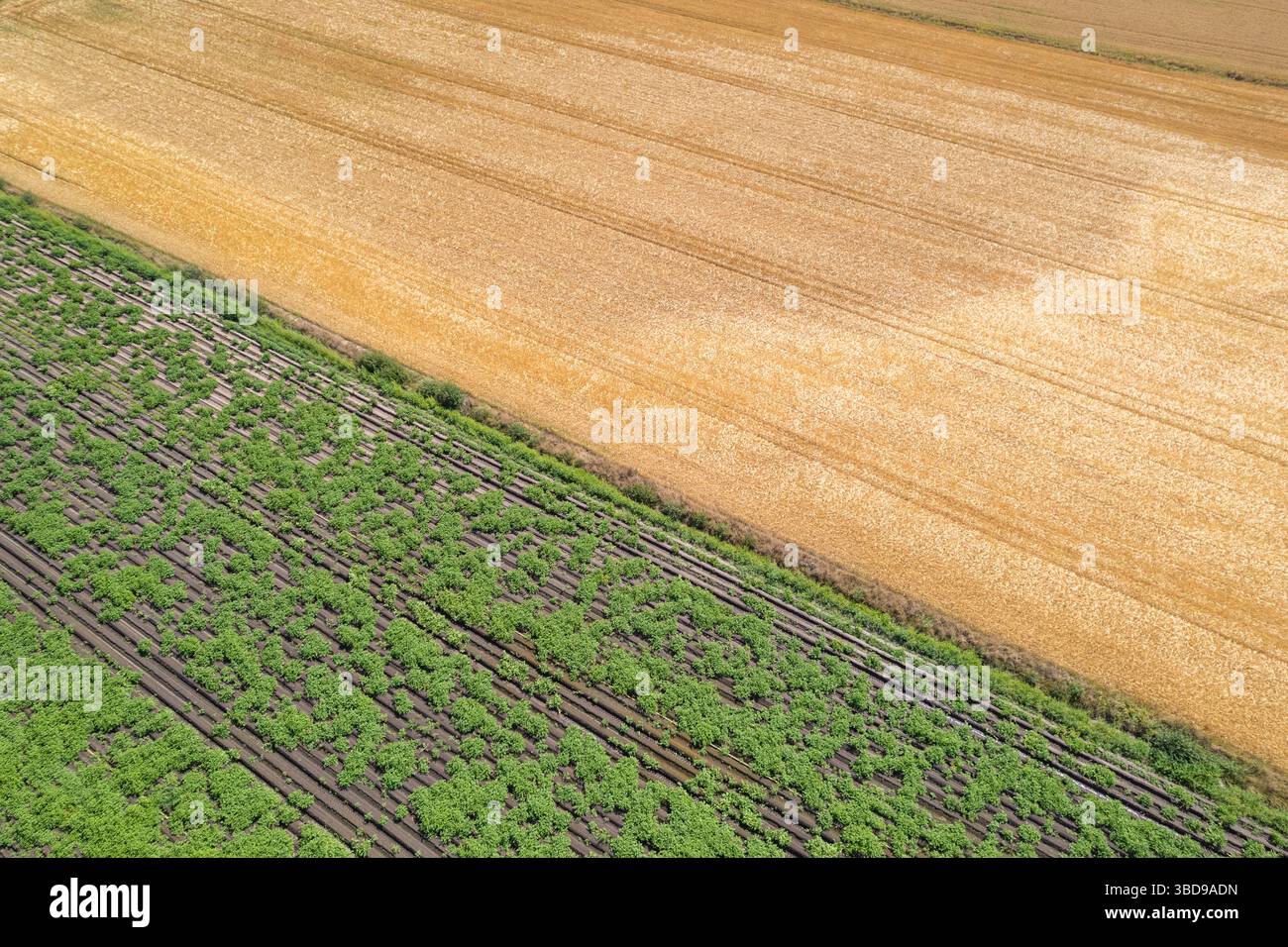 diverse crops and plowed earth patterns, drone view of countryside ...