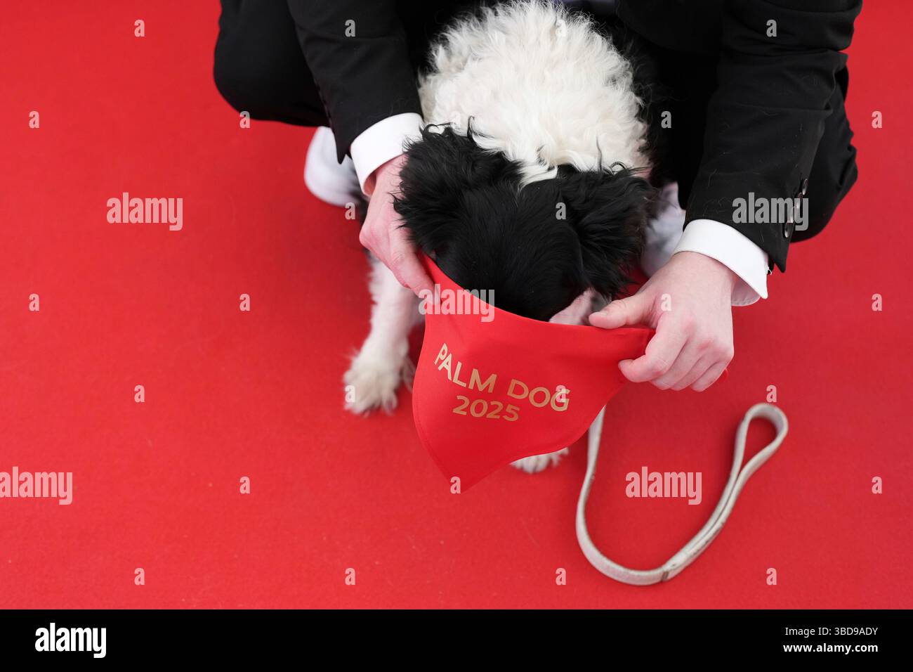Perle receives the Palm Dog award on behalf of Panda, who could not ...
