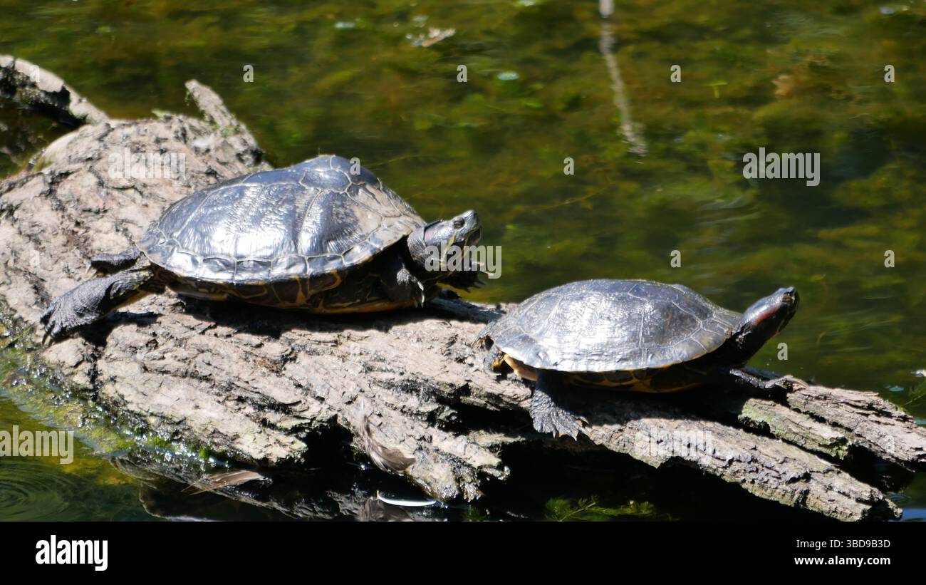 Turtles in the pond Stock Photo - Alamy