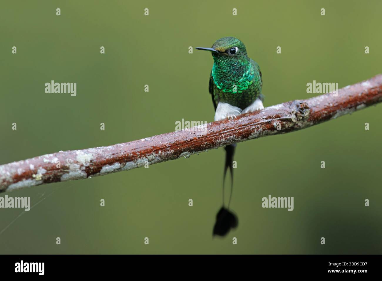 White-booted Racket-tail, Montezuma rainforest lodge, Colombia ...