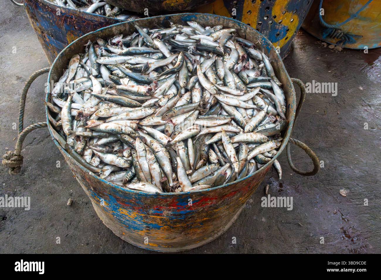 Large bucket filled with fish is sitting on the ground. The fish are ...