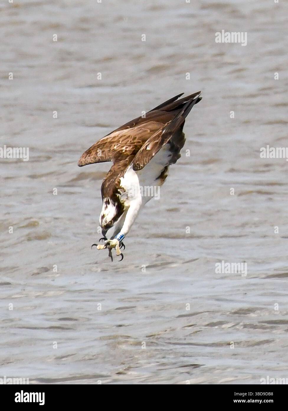 Arnside, Cumbria, UK. 23rd May, 2025. One of the ospreys fishing but ...