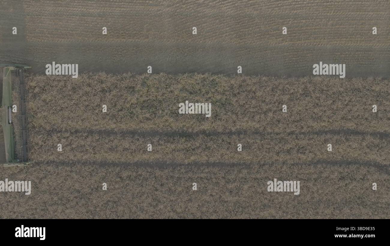 John Deere harvester works in the field. Harvesting Wheat in slow ...