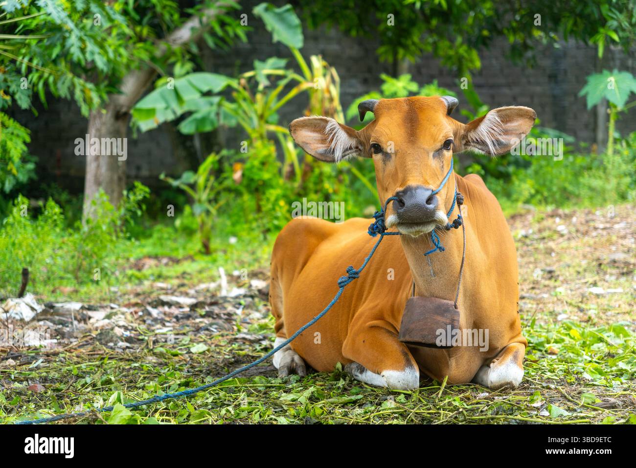 Brown cow is laying down in a field. The cow is wearing a blue harness ...