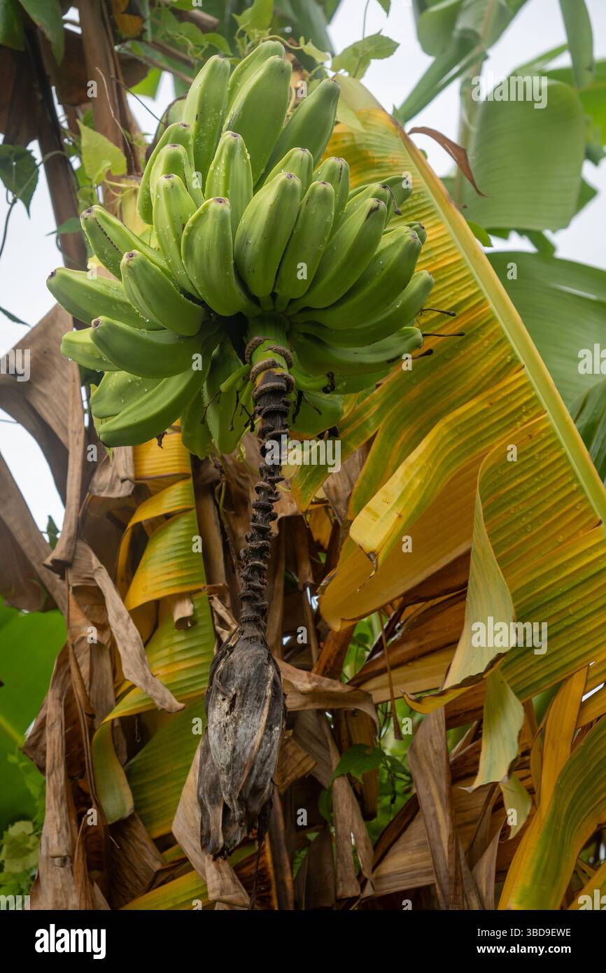 Bunch of bananas hanging from a tree. The bananas are green and yellow ...