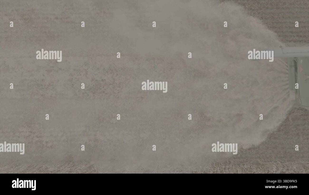 Combine harvester with straw chopper works in the wheat field ...