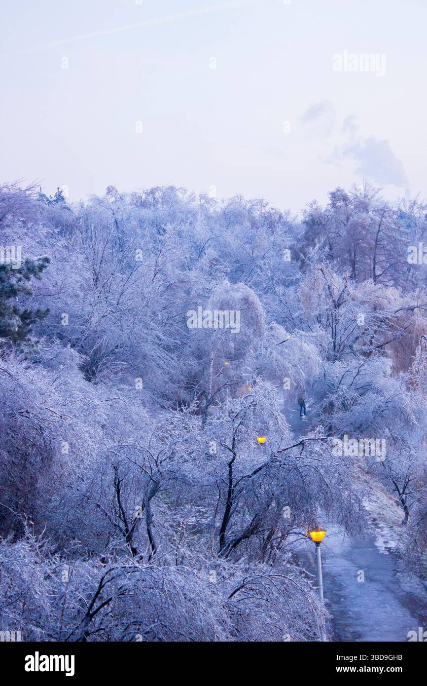 Snow on trees in the park Stock Photo - Alamy