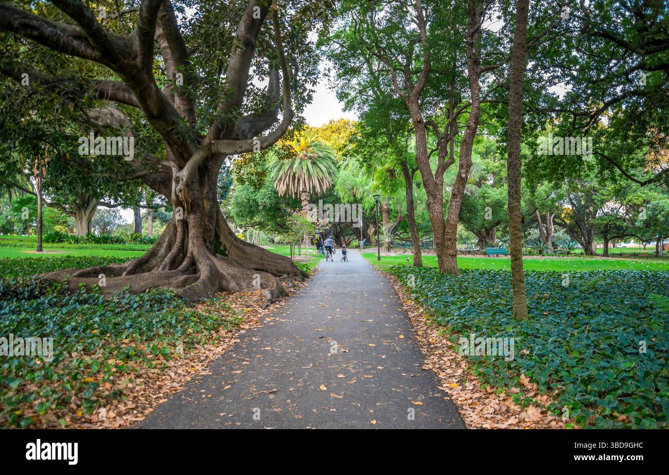 Scenic Pathway in Hyde Park Surrounded by Lush Greenery and Beautiful ...
