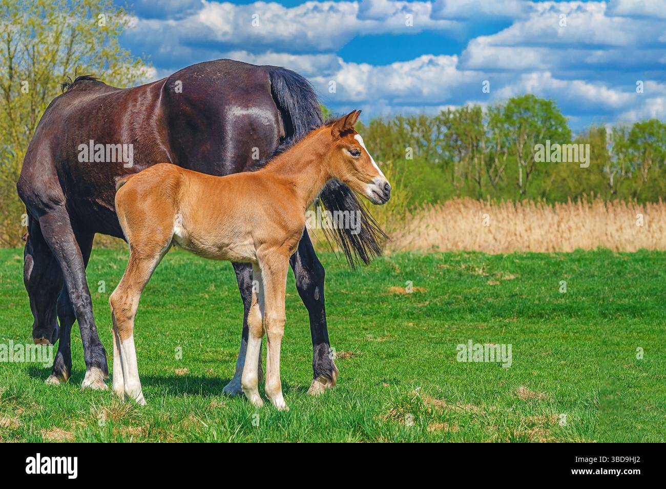 Portrait of newborn foal standing next to its mother mare on green ...