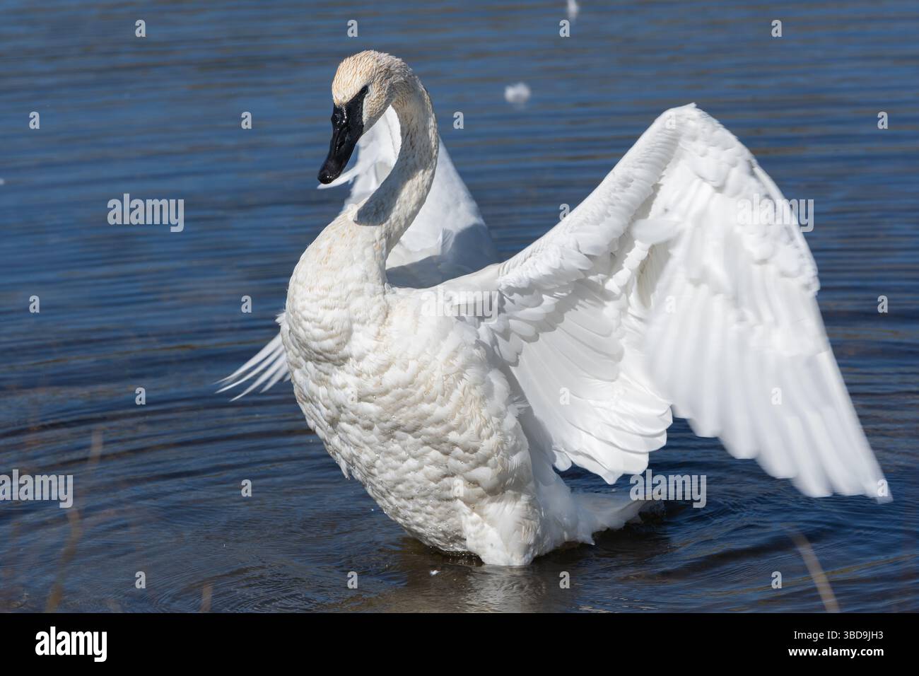 Trumpeter Swan (Cygnus buccinator) swims in Swan Lake in Yellowstone ...