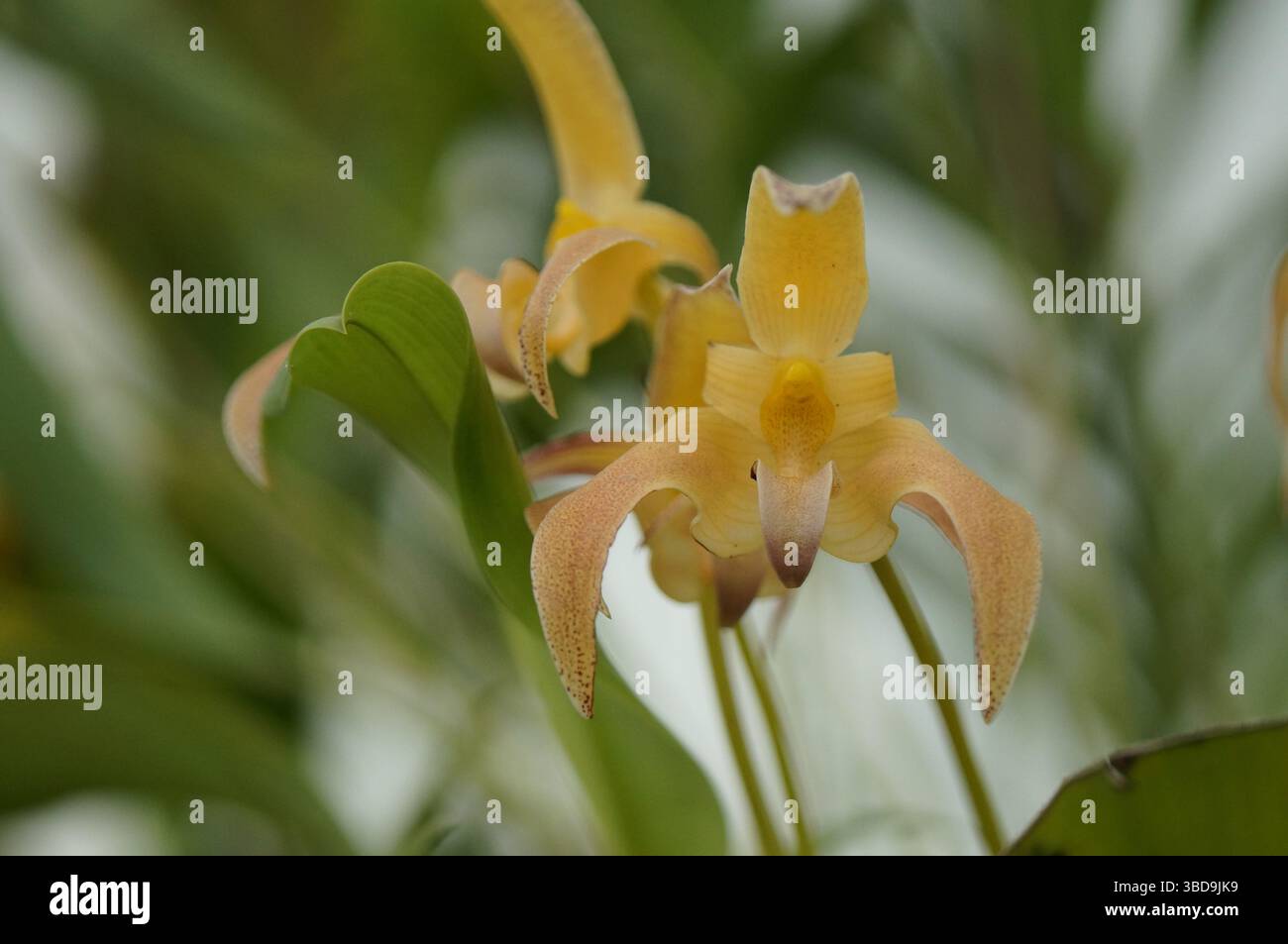 Mycorrhize hi-res stock photography and images - Alamy