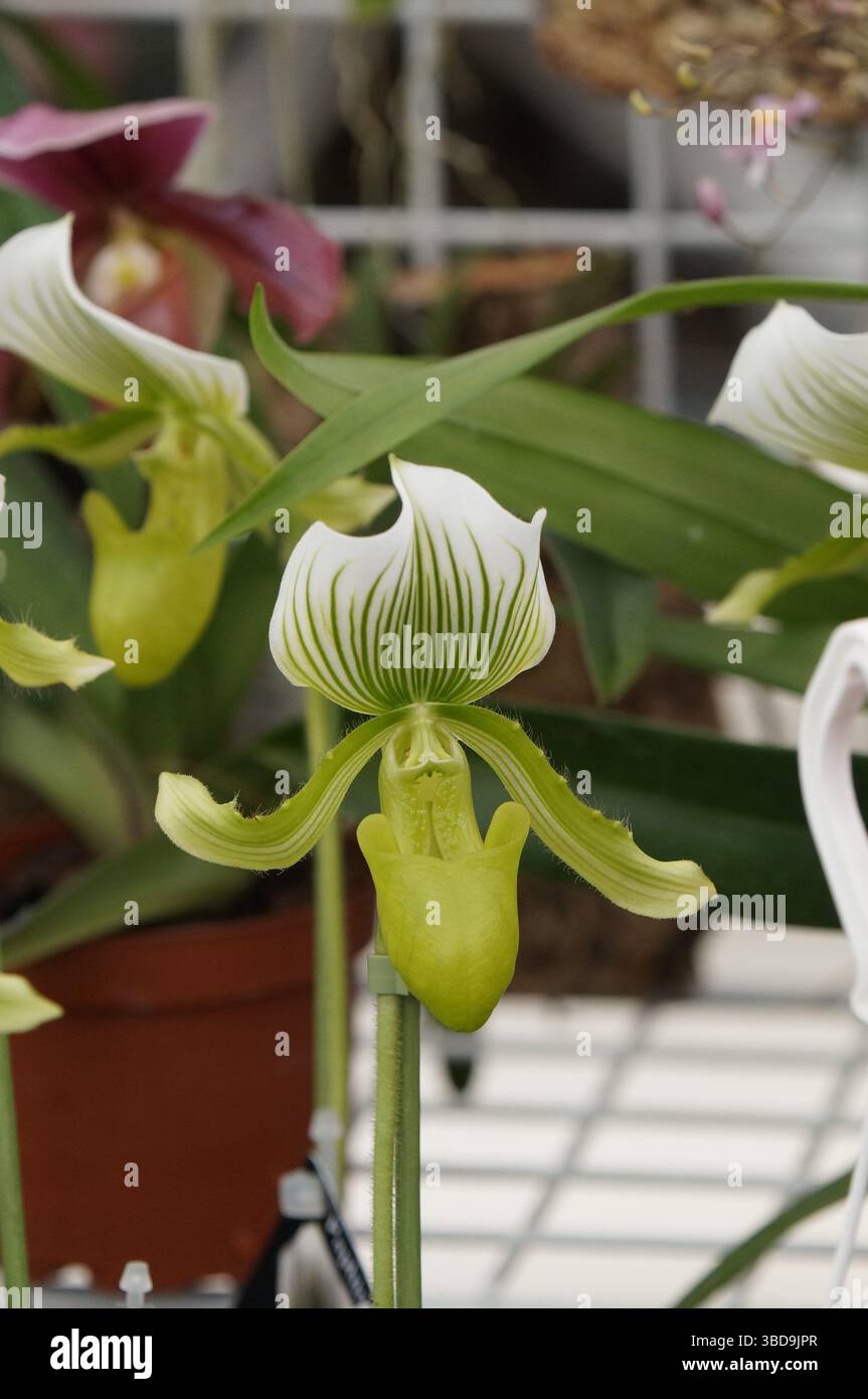 Macro photography of blooming orchids in an orchidarium Stock Photo - Alamy
