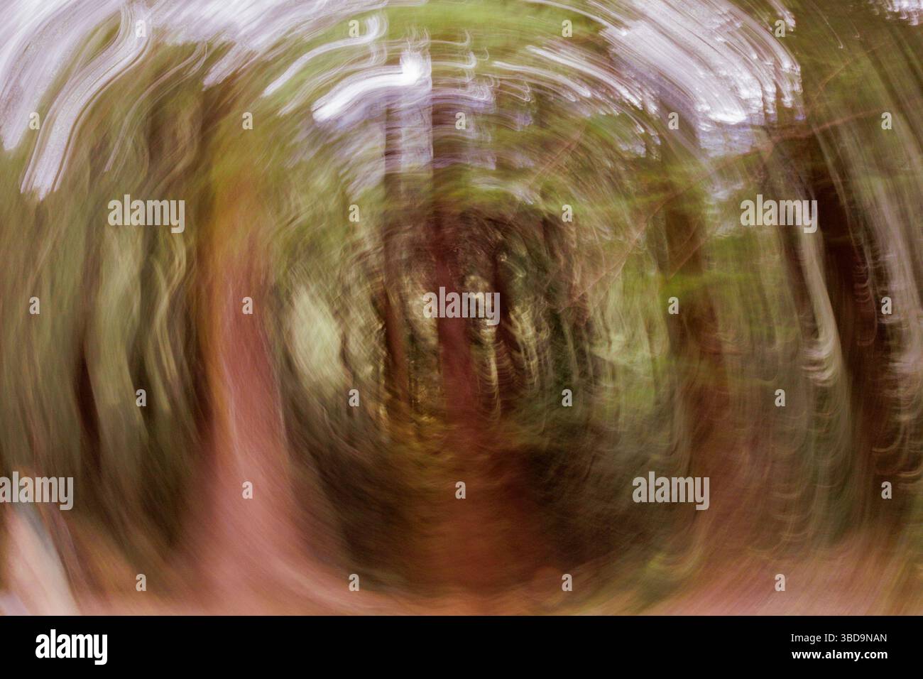 Circular movement of trees Stock Photo - Alamy