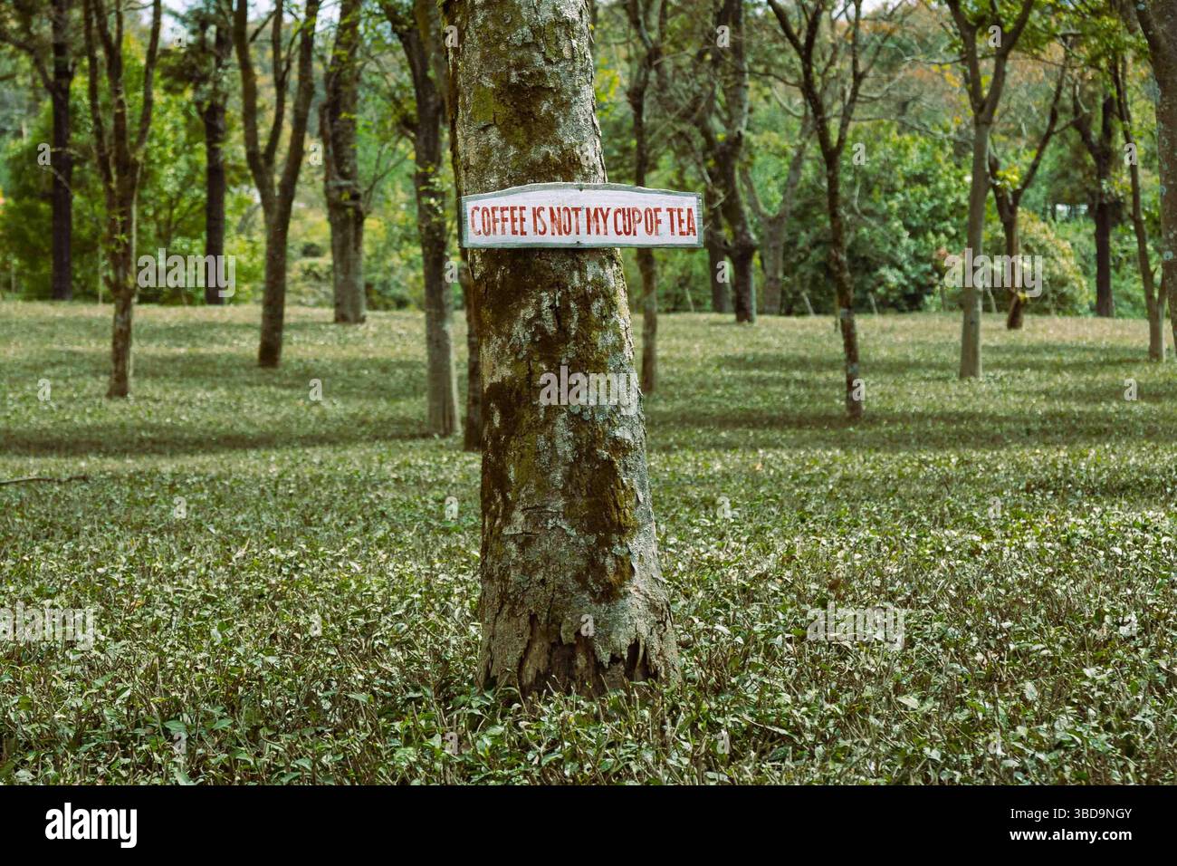 Comical sign at the Wah Tea Factory, Palampur Stock Photo - Alamy