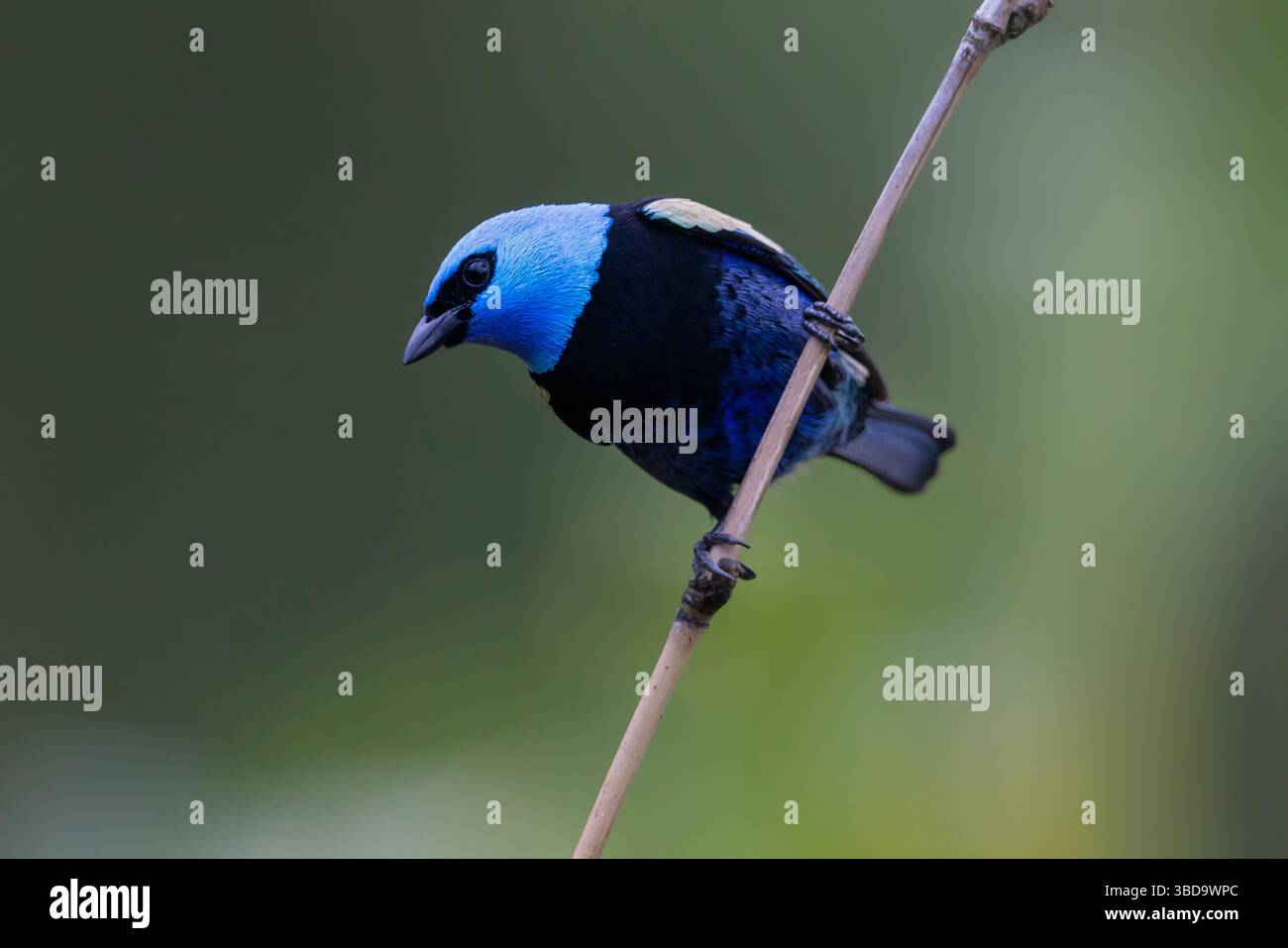 Black tanager hi-res stock photography and images - Alamy