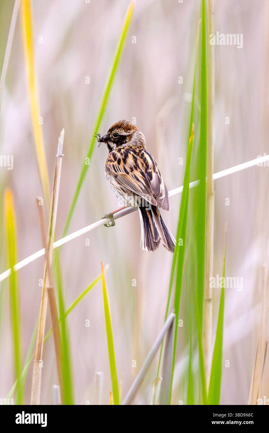 Female Reed Bunting Holds Insects In Beak To Feed Chicks Stock Photo ...