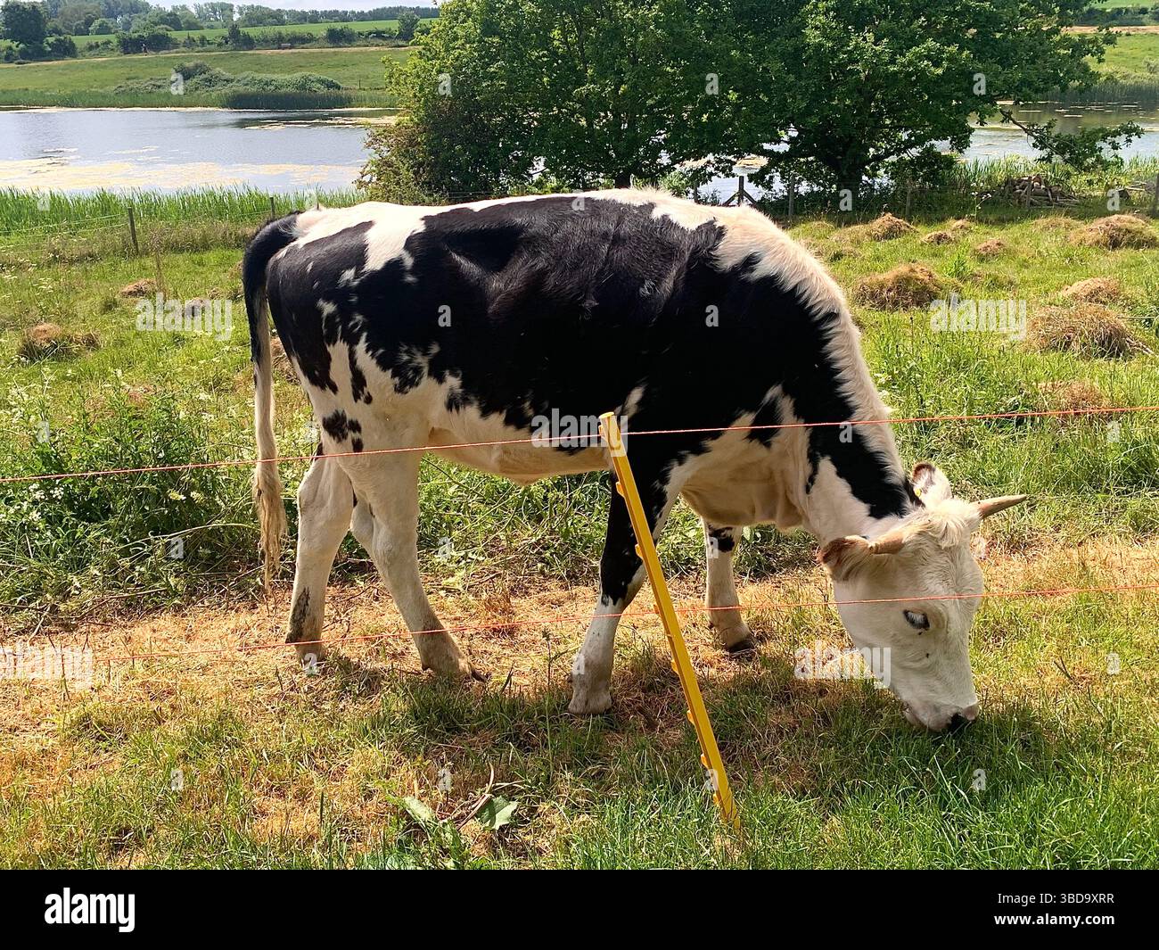 cow cows field fields animal animals eat eating hungry black and white ...