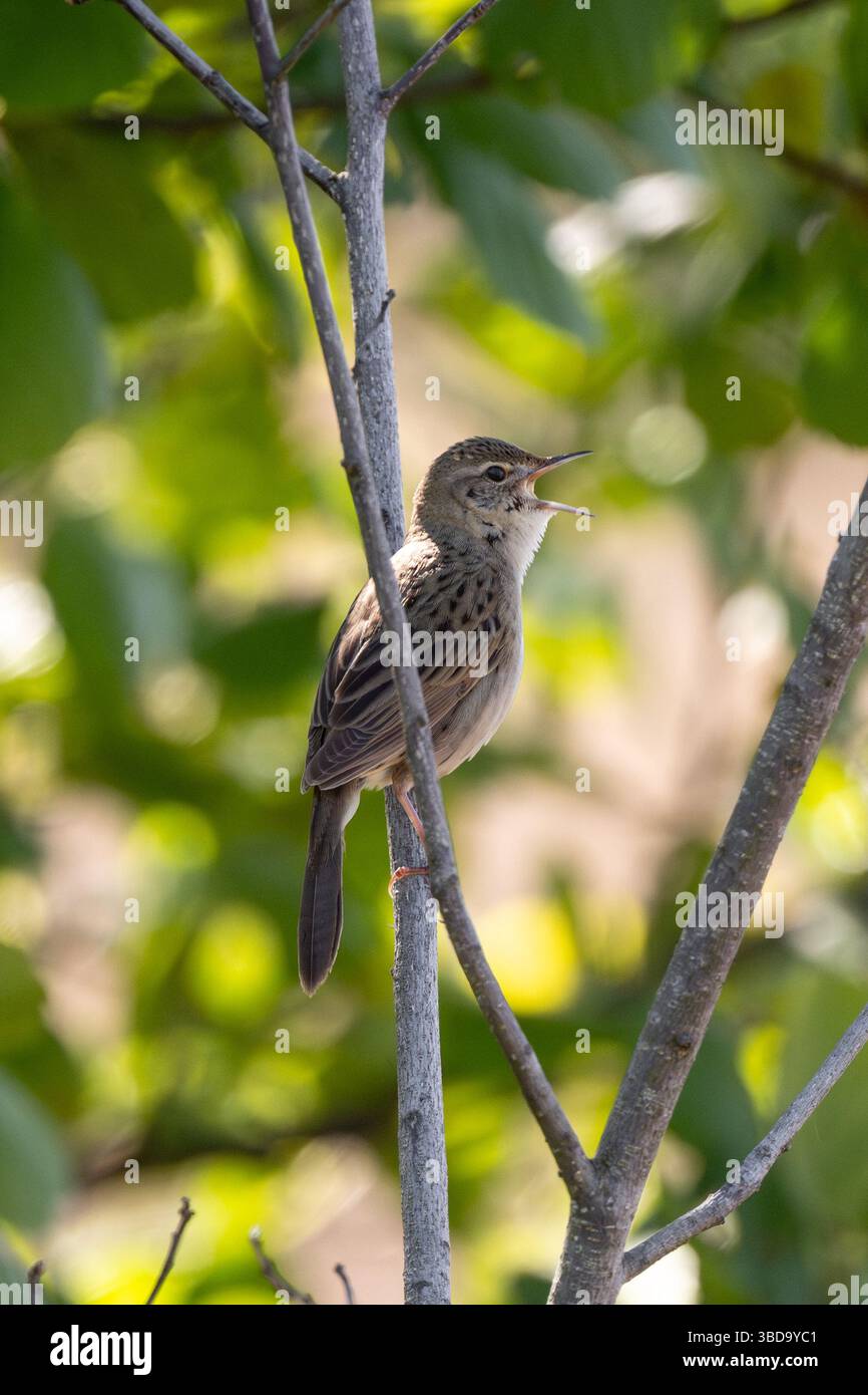 Thrush Nightingale Sings Sitting On A Tree Stock Photo - Alamy