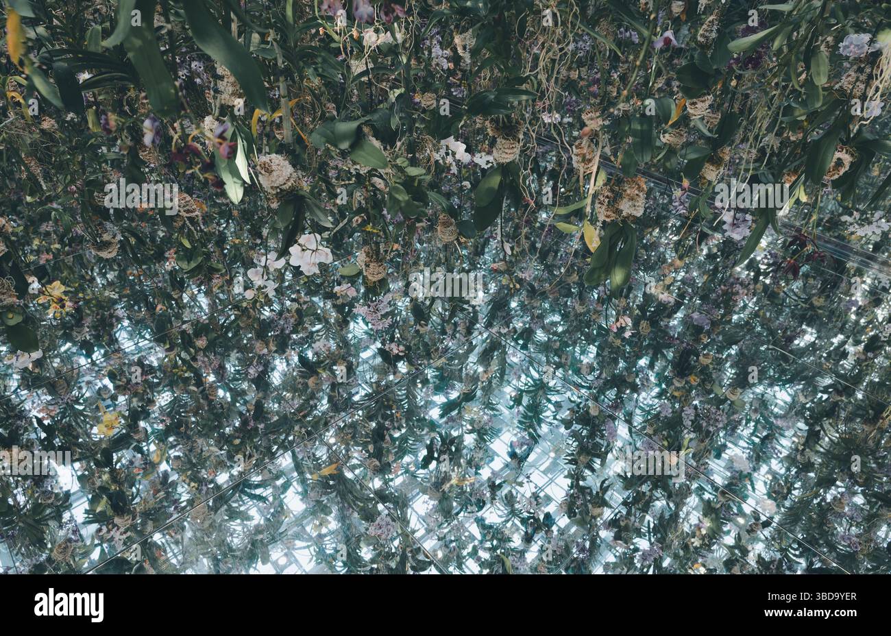 Sea of orchids appears endless, reflected in mirrored surfaces inside ...