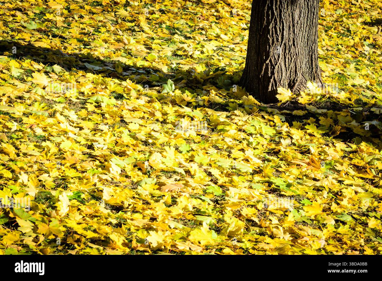 Maple tree trunk in upper right corner surrounded by fallen yellow ...