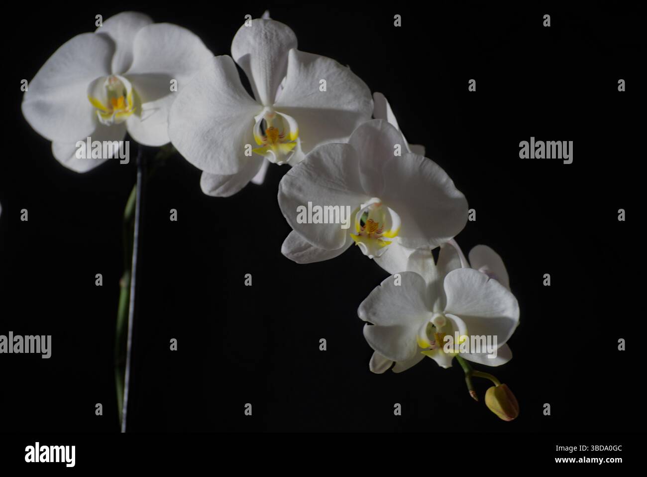 Still life beauty orchid plant against black felt, complete with patterns, texture, vivi9d ...