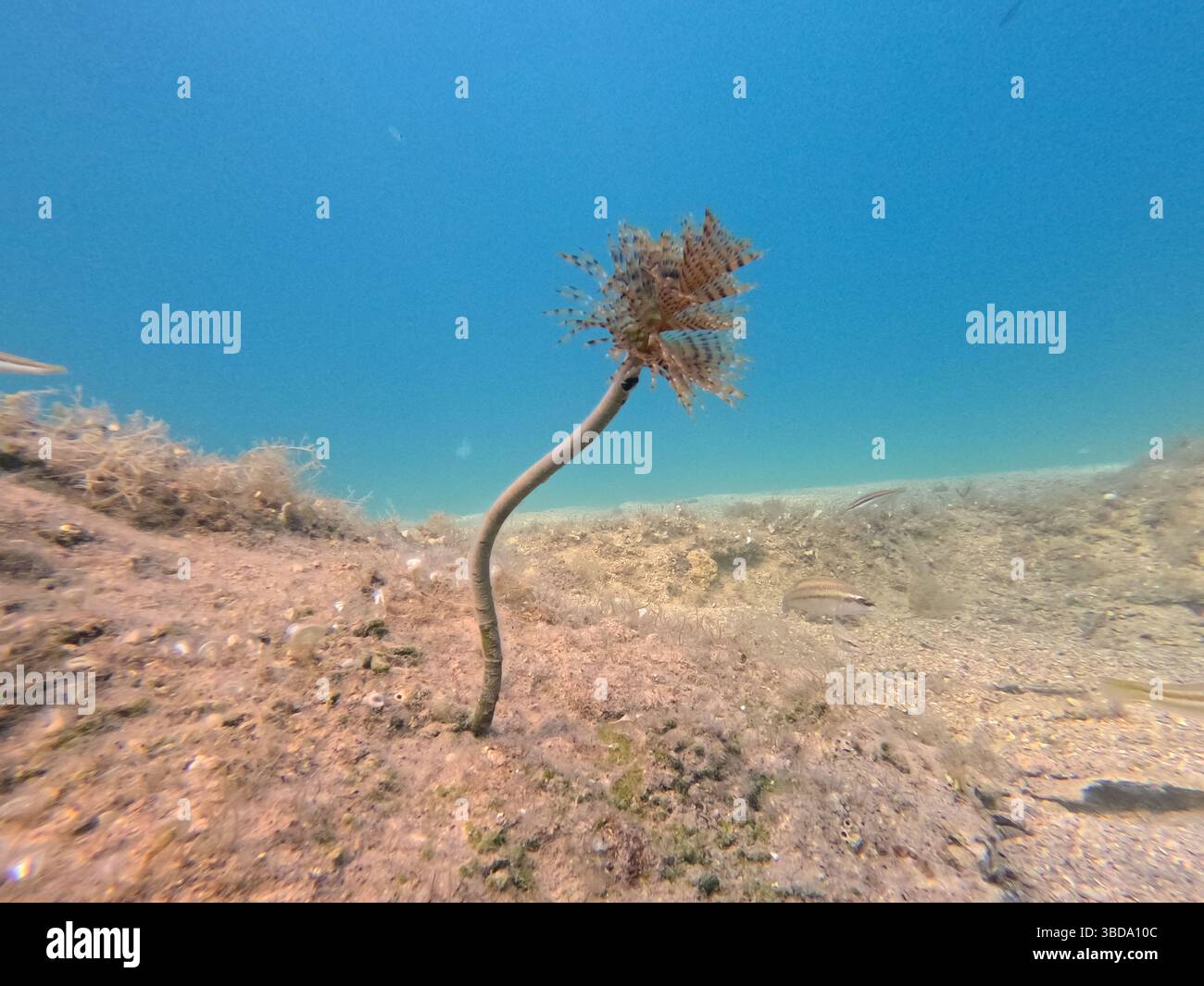 Flora fauna shallow seabed hi-res stock photography and images - Alamy