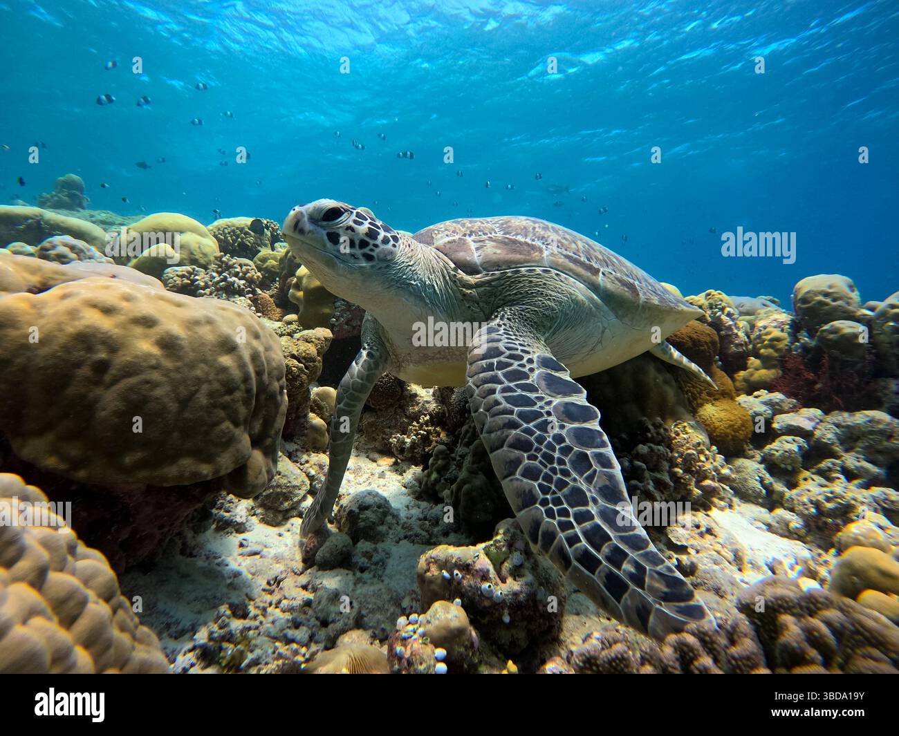 A green sea turtle swims among vibrant coral reefs. The clear blue ...