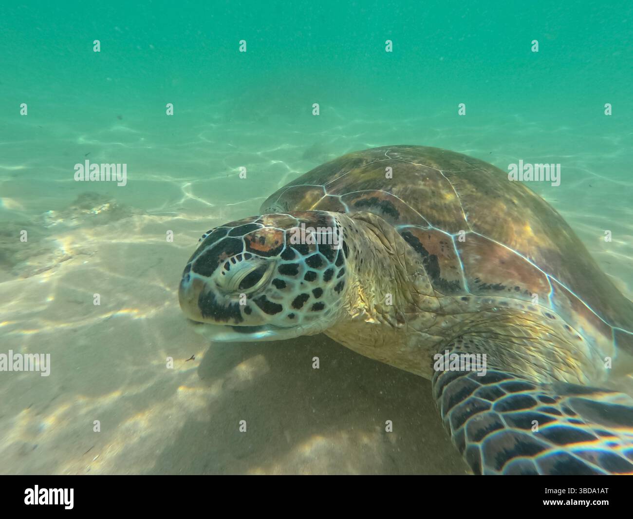 A green sea turtle glides through the clear waters of the Maldives ...