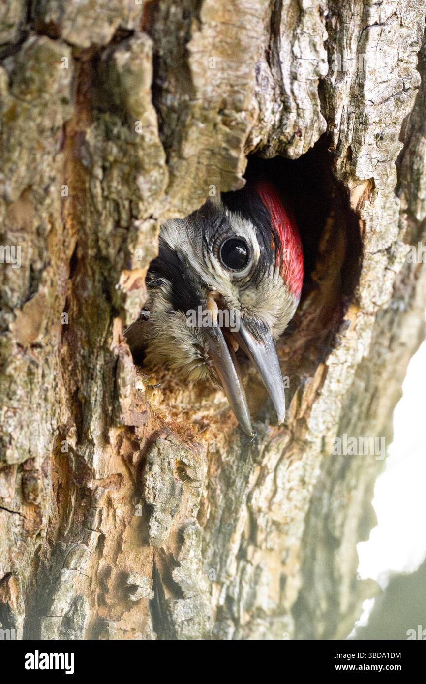 Curious baby woodpecker peeks out hi-res stock photography and images ...