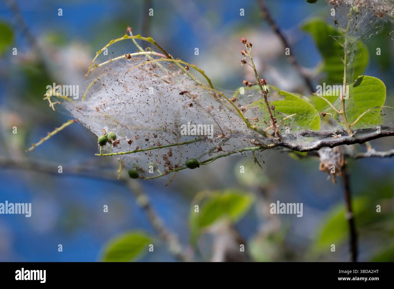Common Ermine Moth Caterpillars webs on Bird Cherry tree, the webs ...